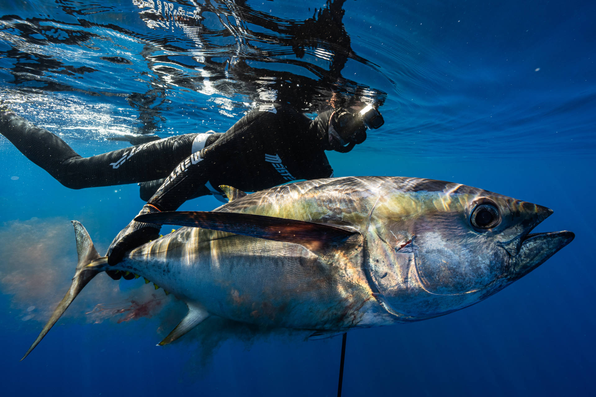 8 Best Spearfishing Destinations Worldwide rated by Experts